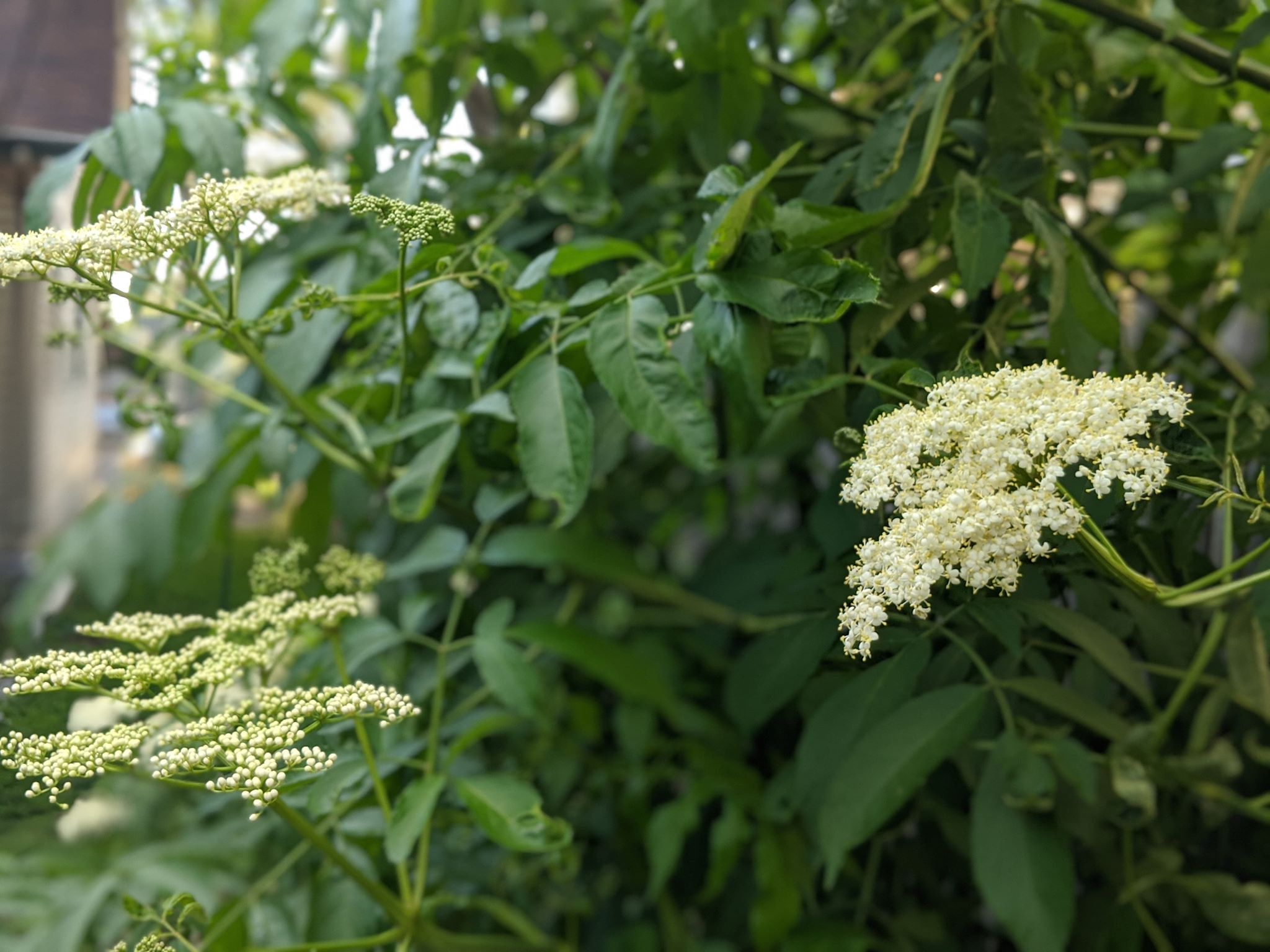 Edible Natives of the Northeast Part I: Bushes I – Naturalist Nate