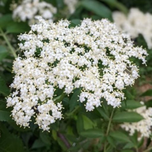 Sambucus canadensis – American Elderberry – Naturalist Nate