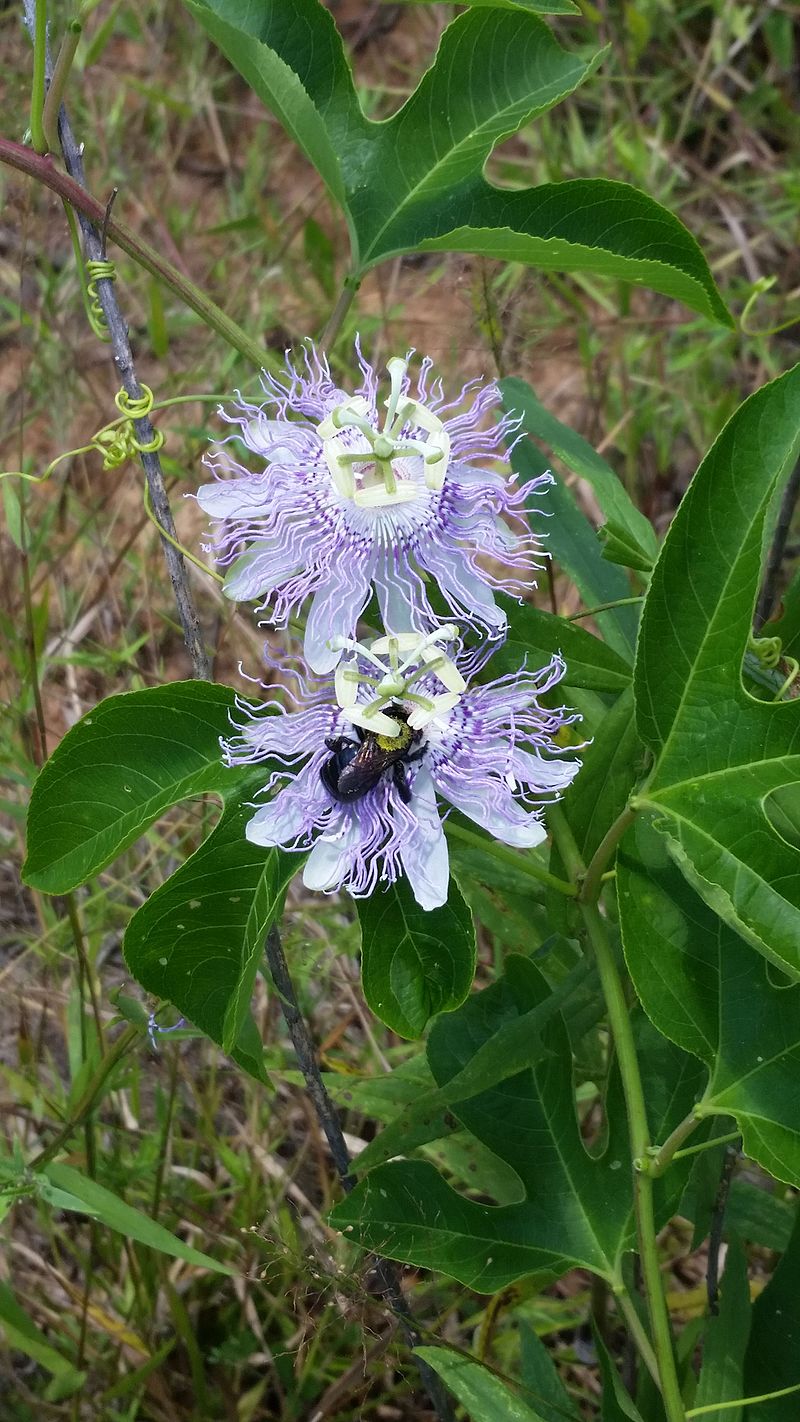 Passiflora incarnata – Purple Passionflower – Naturalist Nate