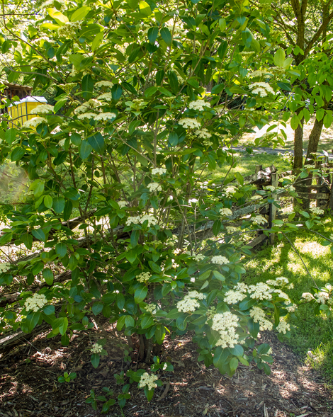 Viburnum nudum – Wild Raisin – Naturalist Nate